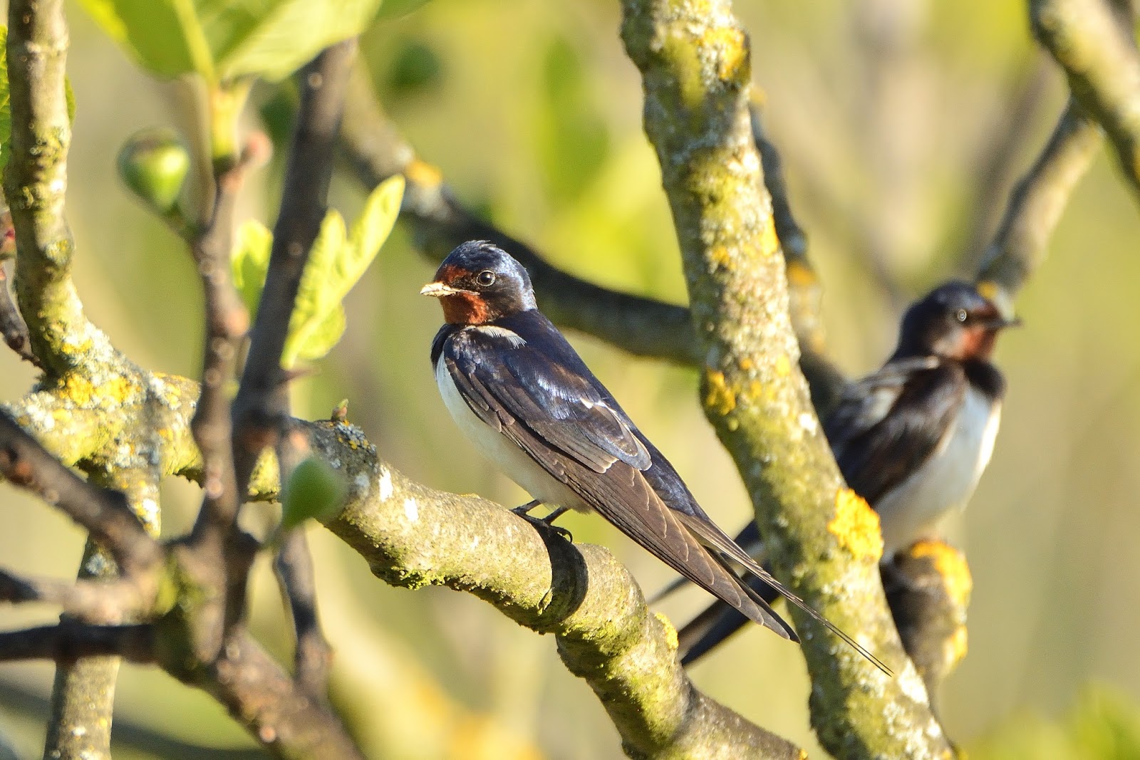 El Terrao - Dos urbanitas en el campo: GOLONDRINA COMÚN
