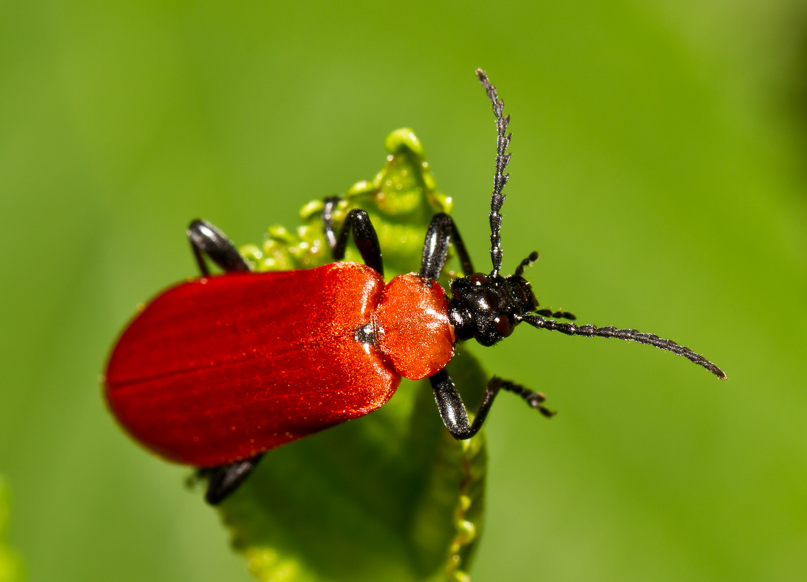 Focus On Wildlife: Cardinal Beetle