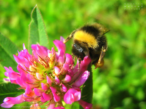Flora: Clover ~ Russian Nature Pictures