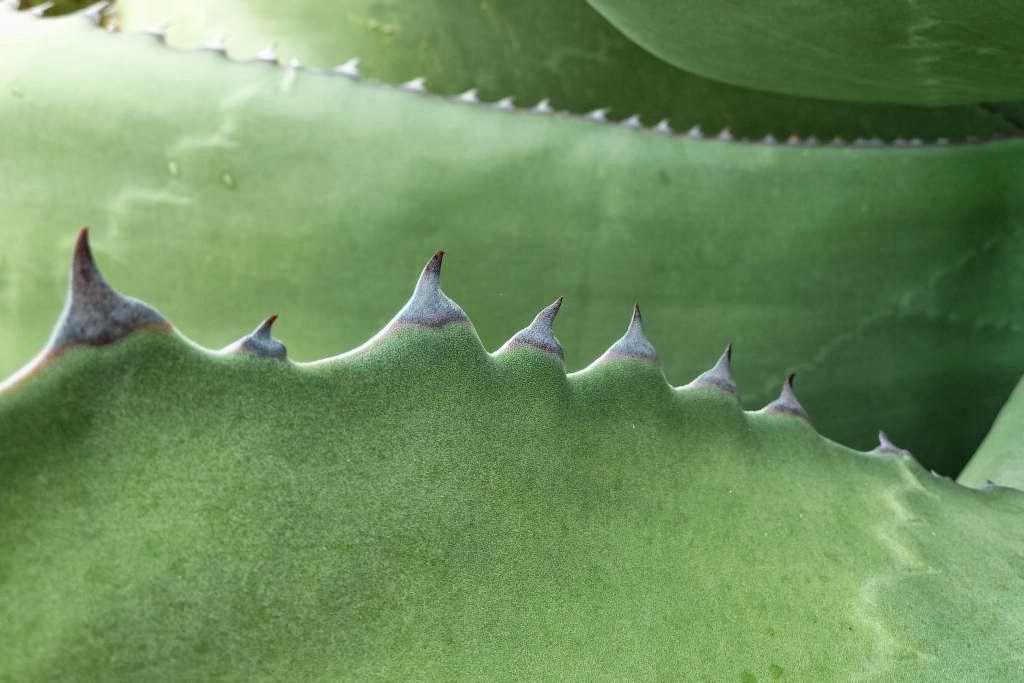 Spiky obsession: Tresco part 2: The plants