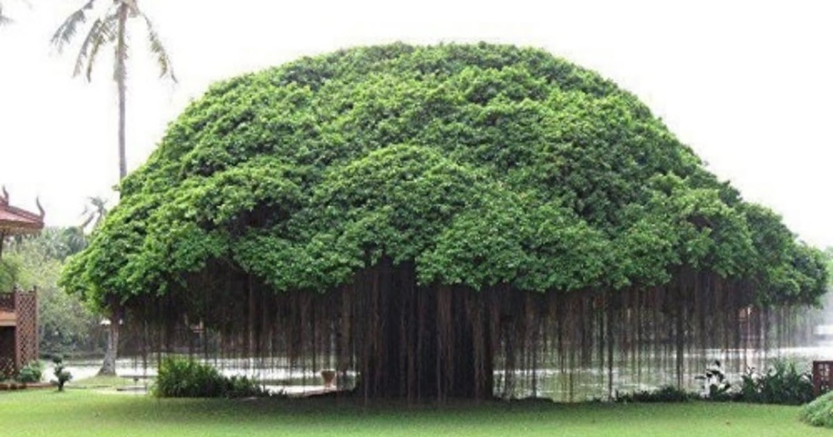 Rupa Oos Ki Ek Boond...: पीपल (Pipal ), बरगद (Bargad), नीम (Neem)