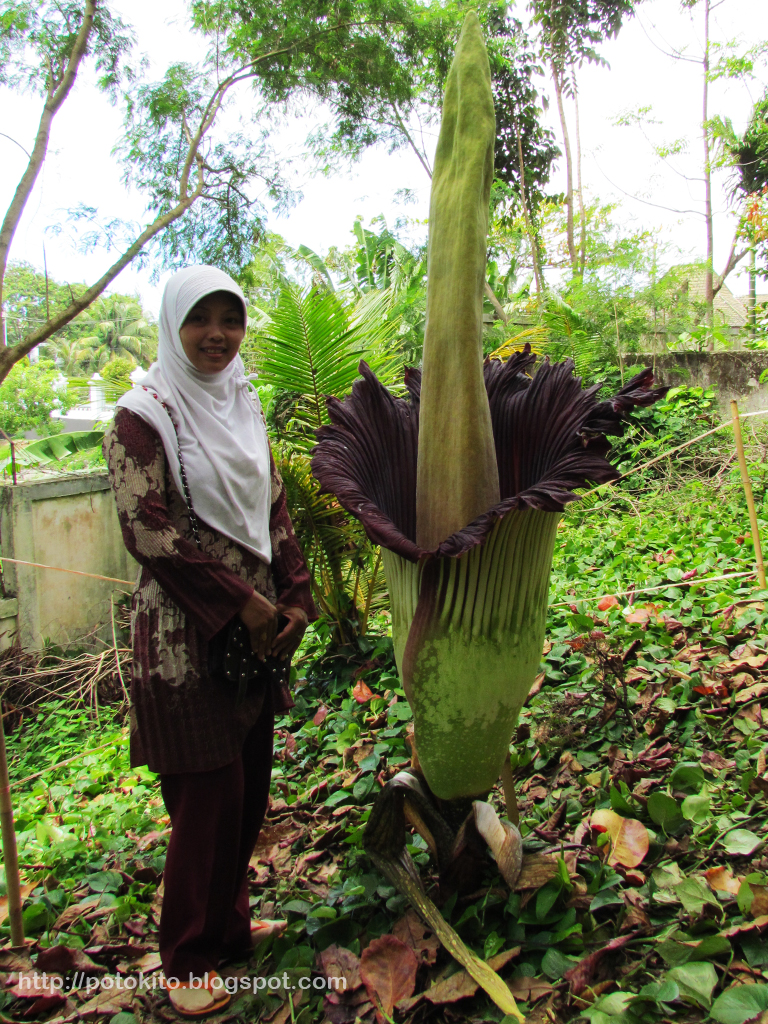 Amorphophallus; Konjac