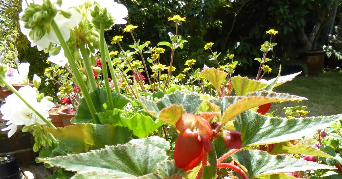 Jane's Journal: A birthday blog hop for STAMPloration's Shery