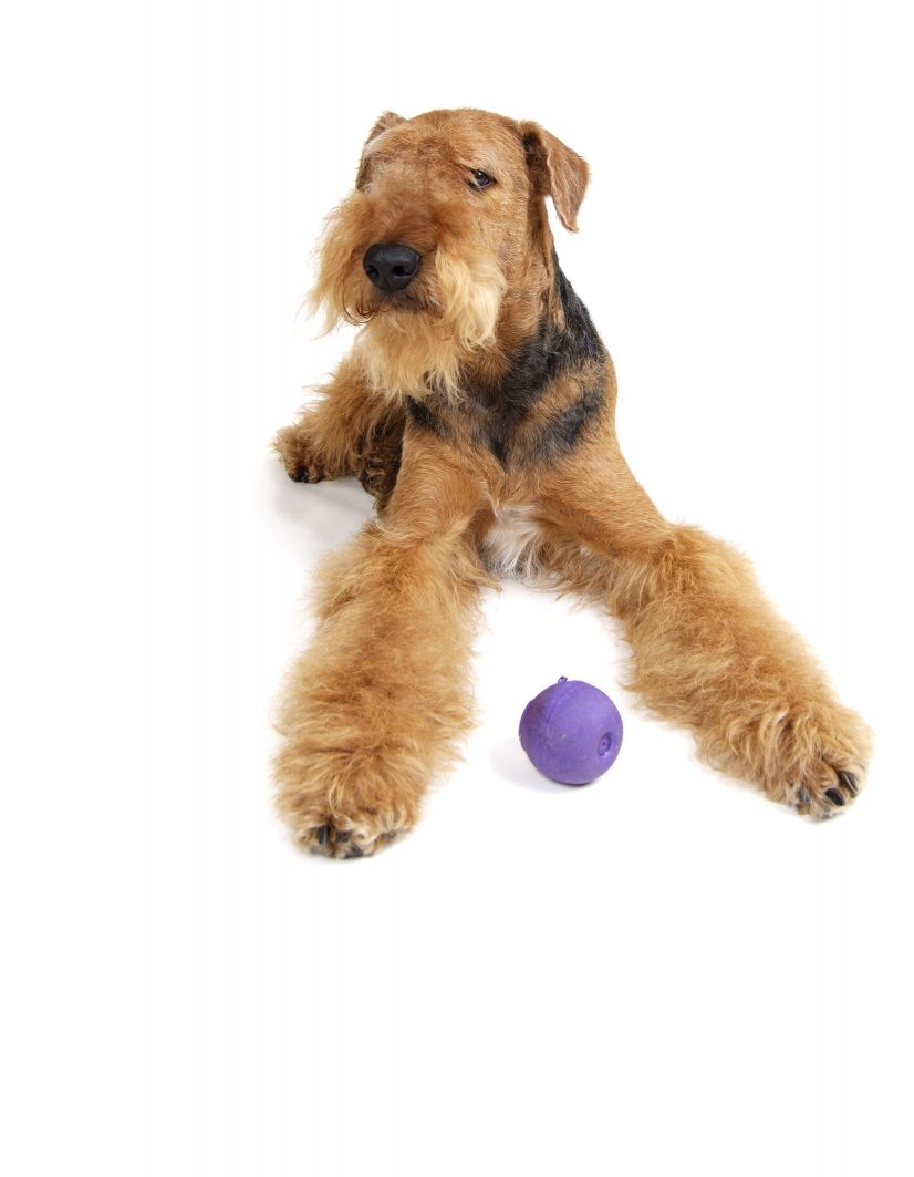 Dogs: Category A,Dog Breeds