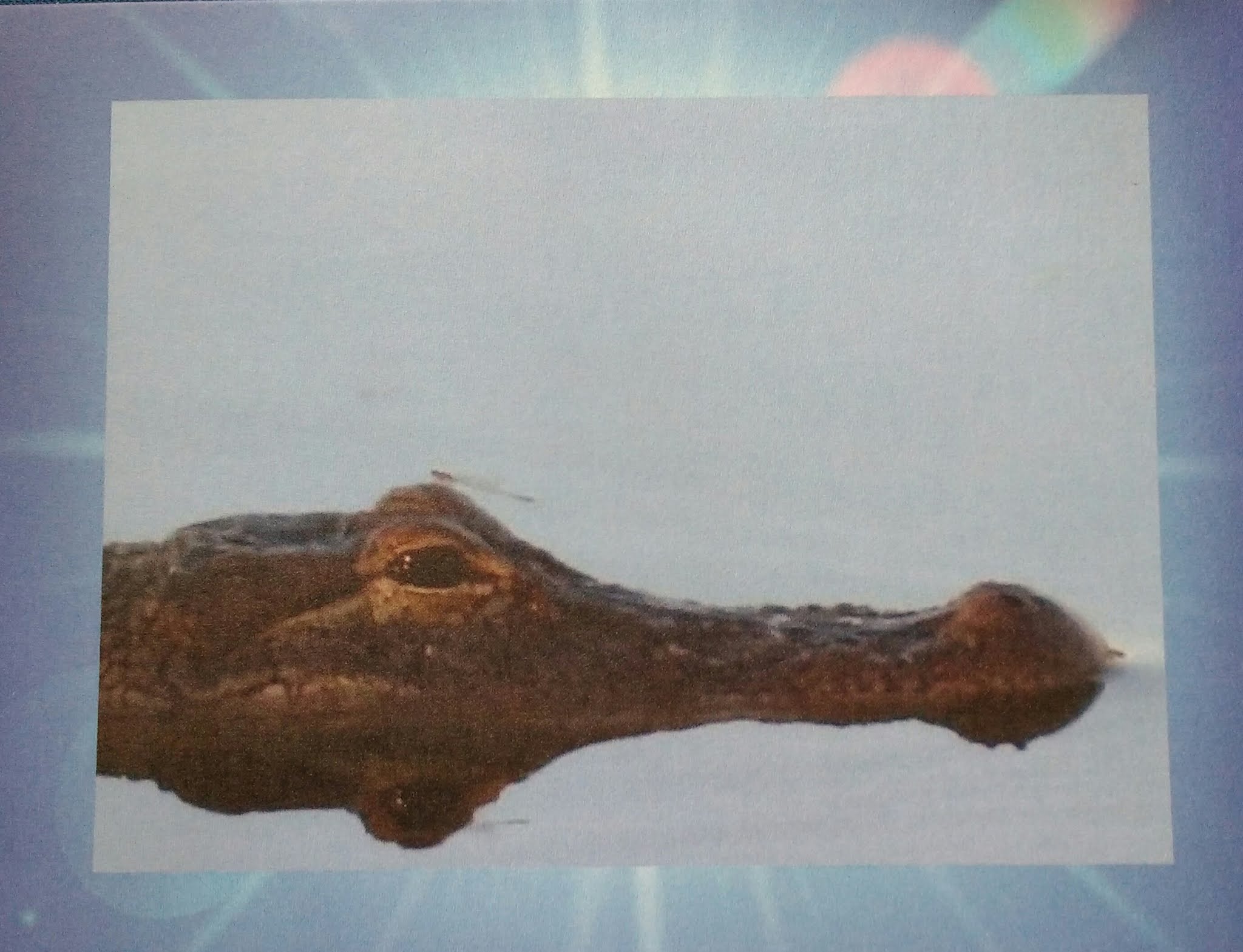 Angels for You: Gator Alert: Angel Message