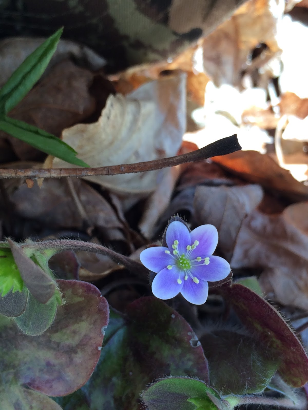 West Virginia Native Wildflowers-The Big Year, 2013: West Virginia ...