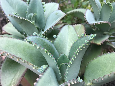 新/马草药自然医学: 落地生根的功效与作用.Kataka-taka (Miracle Leaves) Traditional ...