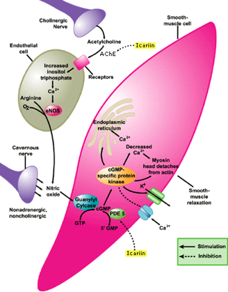 Pharmocology Project Viagra: 2014