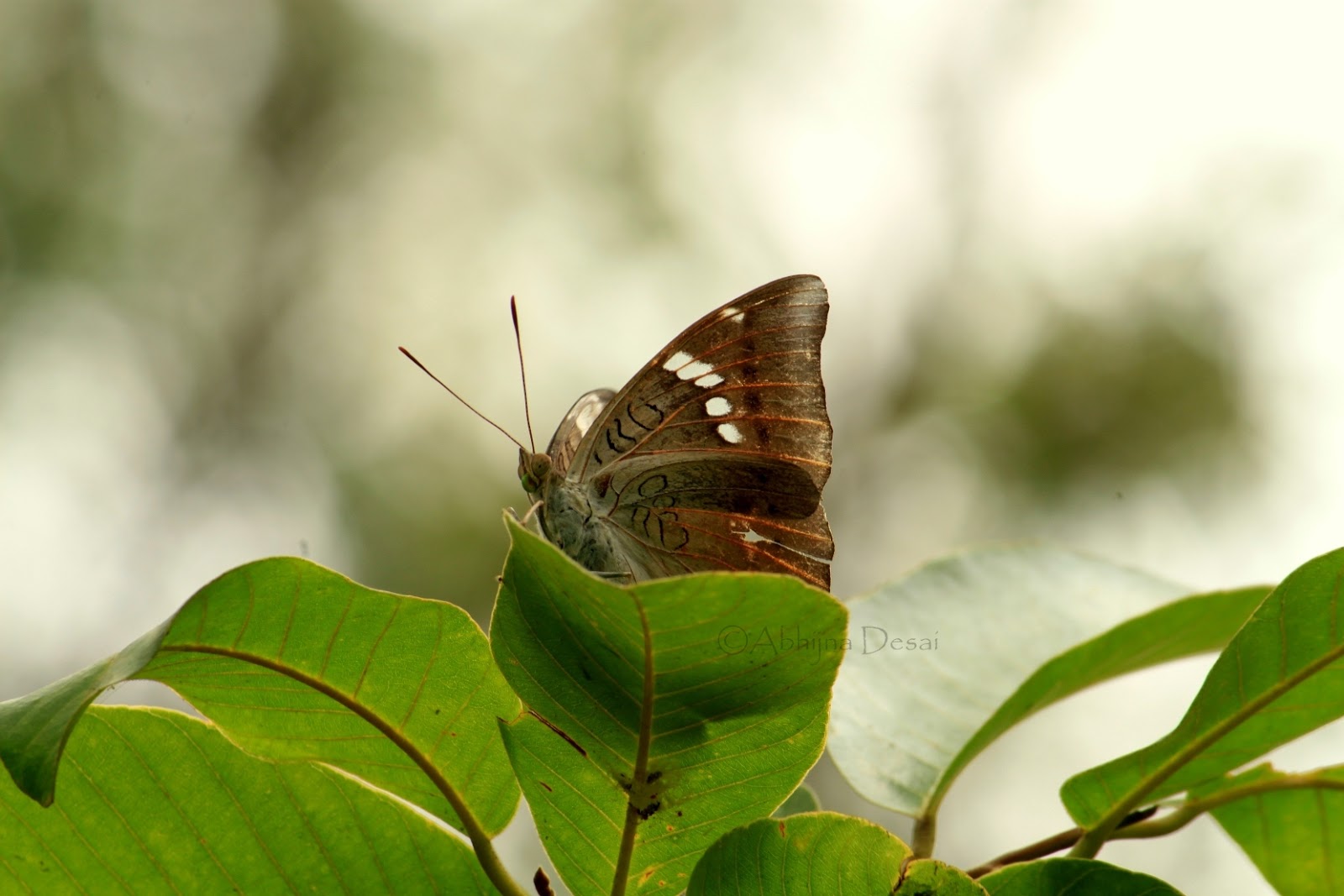 Winged jewels: Butterflies feeding on tree sap