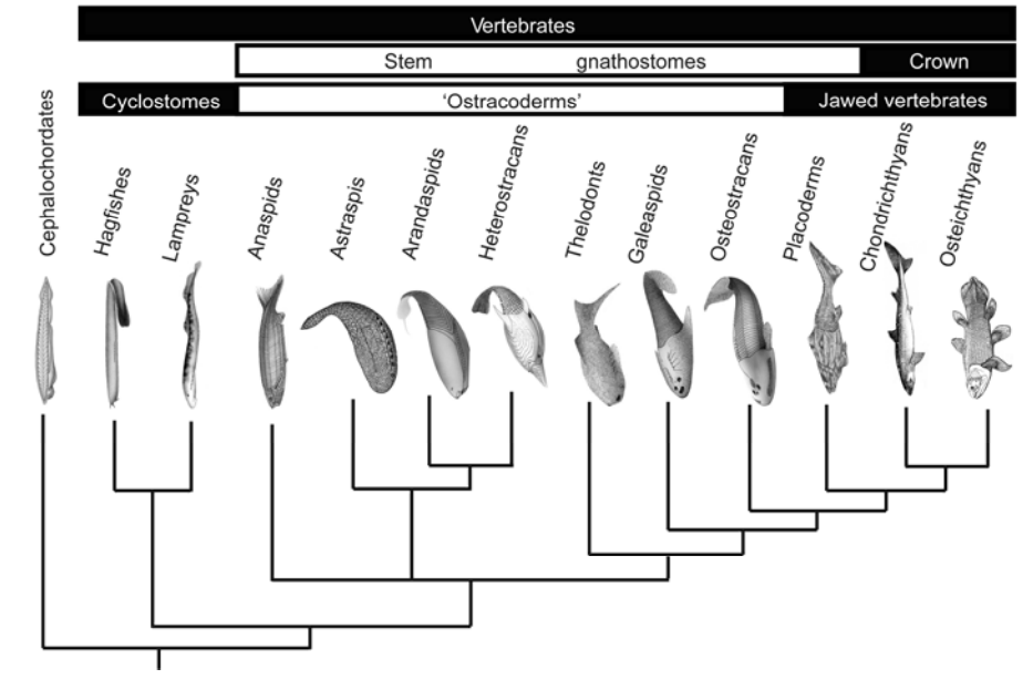 BIOLOGIA PARA A VIDA : SUBFILO CRANIATA - GNATHOSTOMATA
