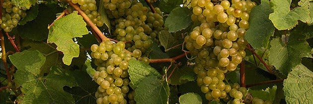 Cervezal: El desconocido chacolí de Chile