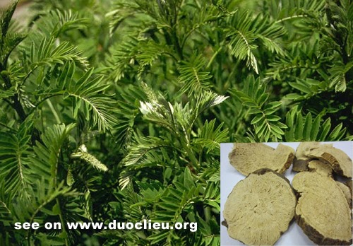 Flavescent sophora root (Kushen)-Sophora flavescens Ait.