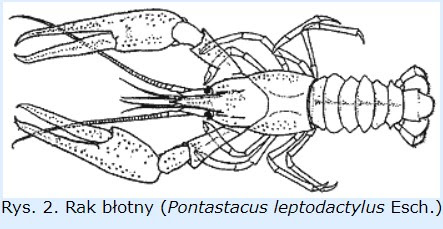 Wszystko, co chcieliście wiedzieć o rakach, ale baliście się zapytać :)