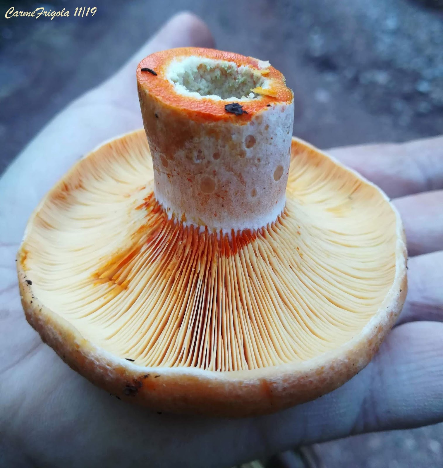 FLORA I PAISATGE DE LLERS: PINETELL