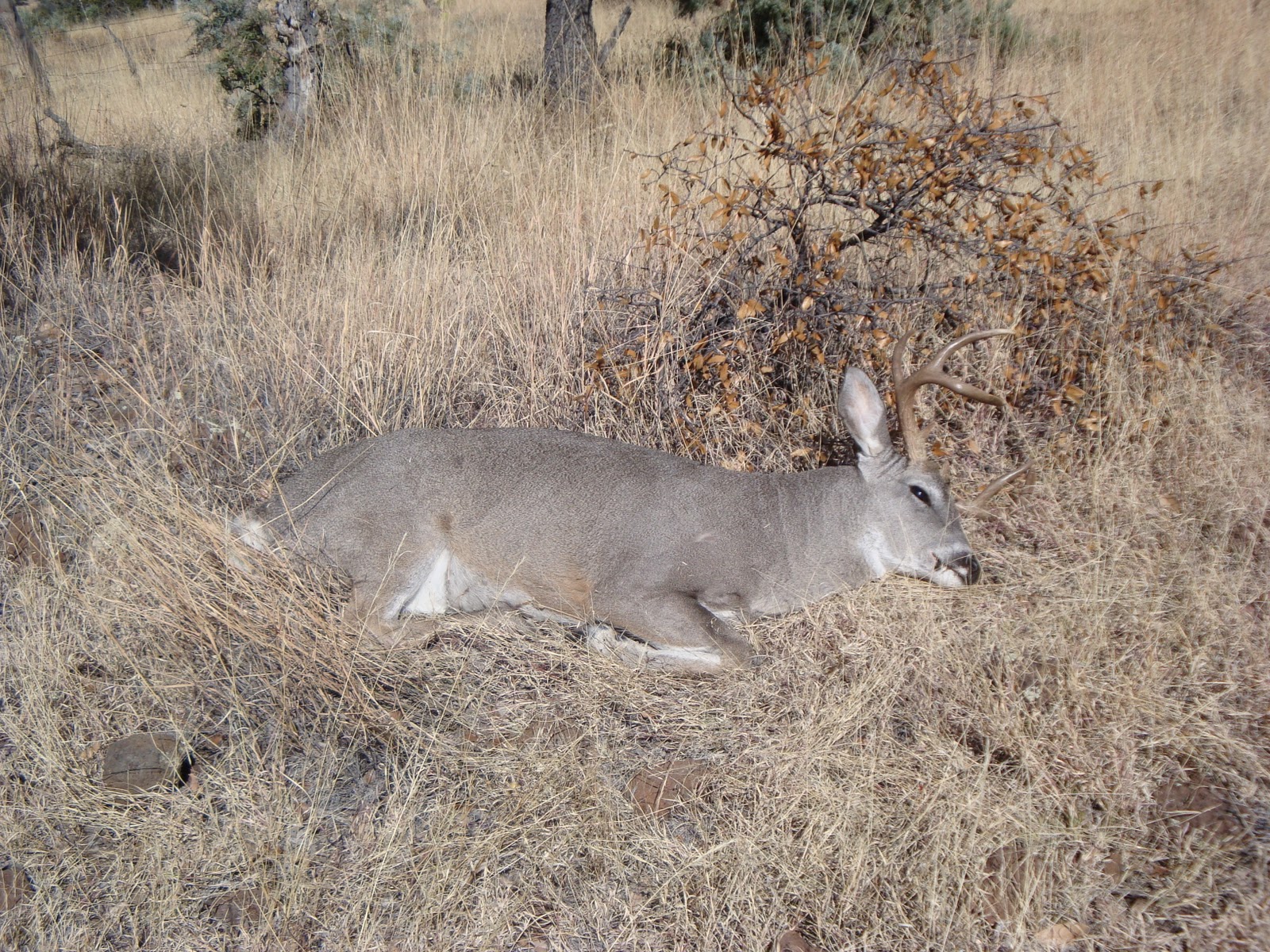 First Coues Whitetail Buck! - CEI Outdoors Blog - CouesWhitetail.com ...