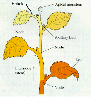 Structure and Function of the Stem