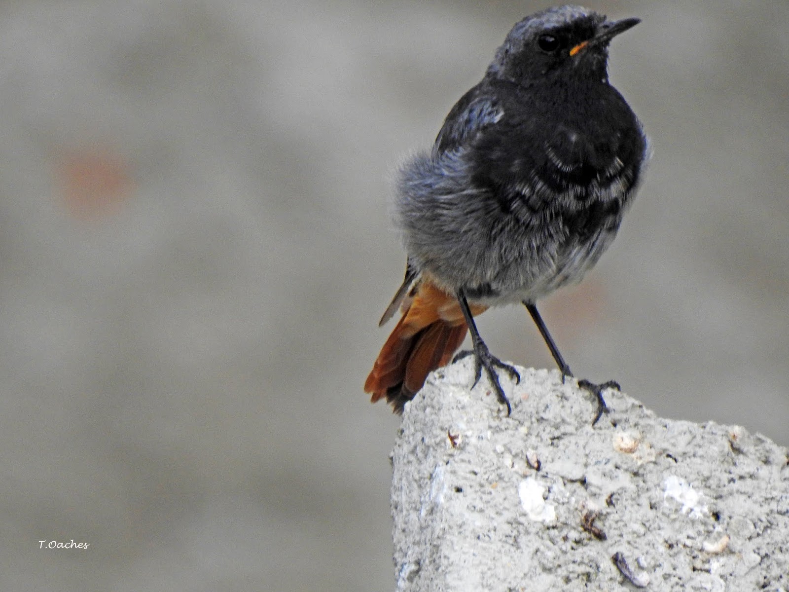 PASARI DIN ROMANIA: CODROS DE MUNTE (1), Phoenicurus ochruros