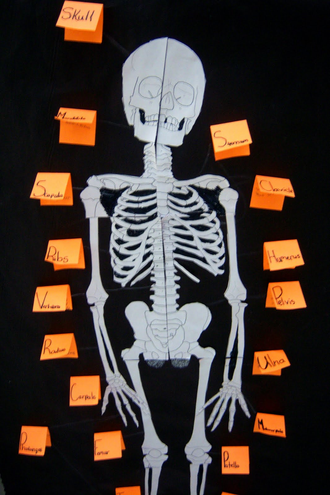 The Inspired Classroom: Skeletal System