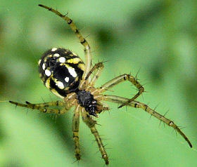 ...COQUELICOTS, COQUILLAGES...et BELLES PAGES !: Les habitants du ...