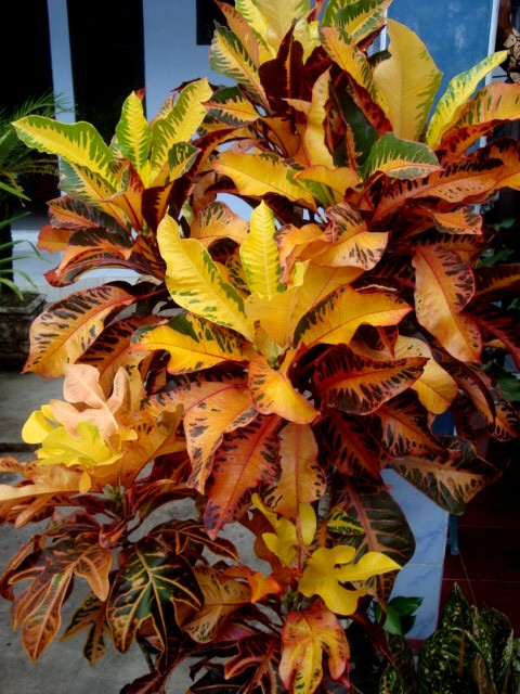 nuansa masel: PURING OSKAR