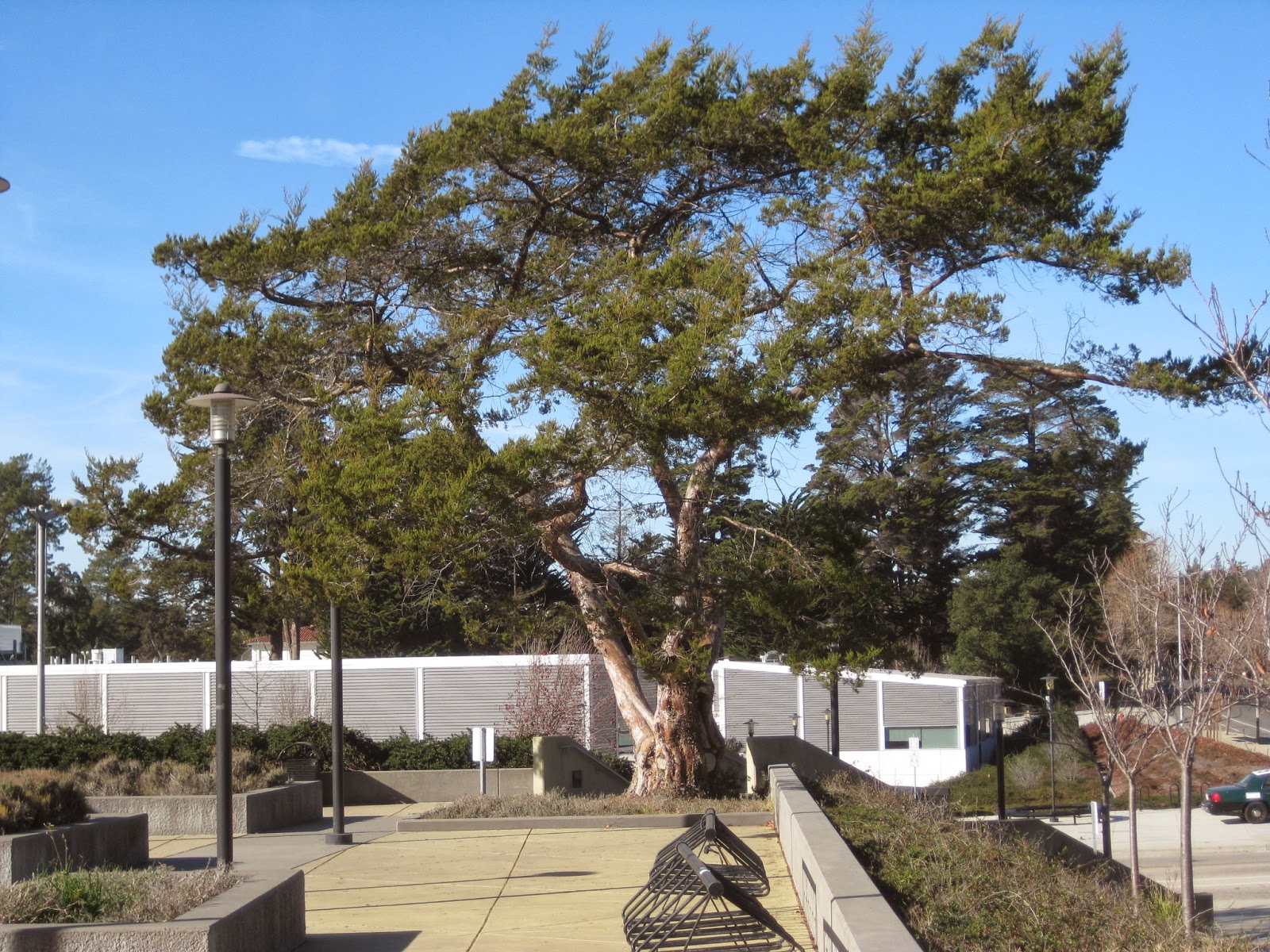 Trees of Santa Cruz County: Cupressus forbesii - Tecate Cypress