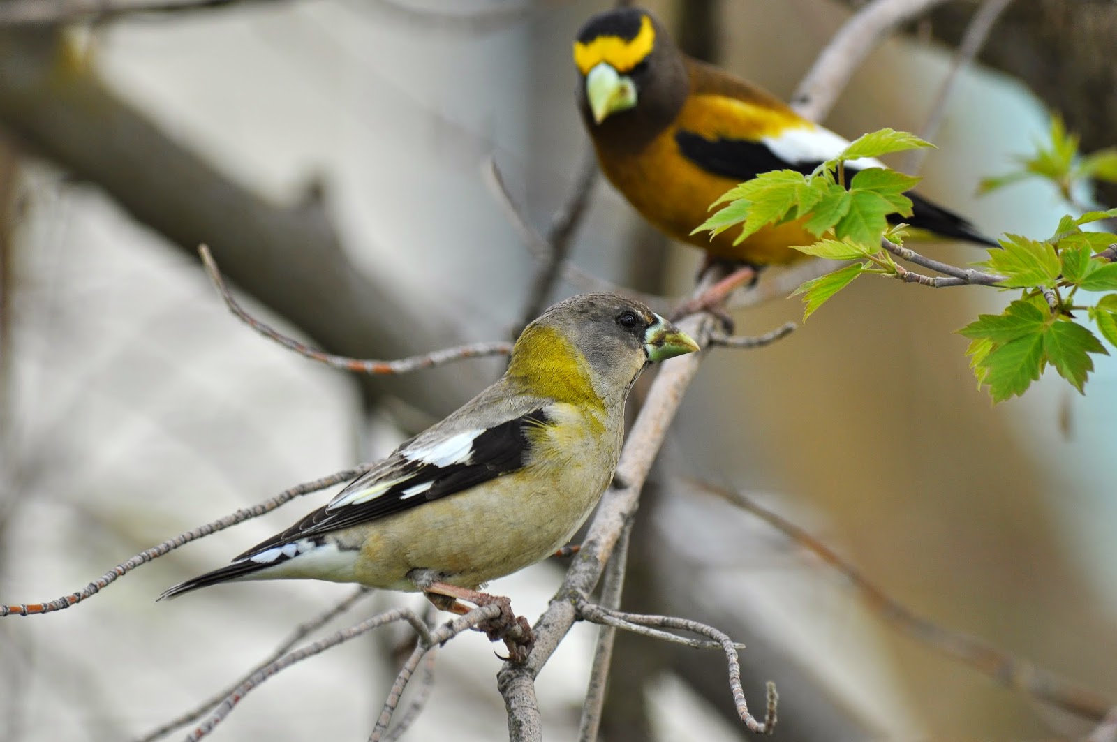Birding Is Fun!: How to Identify Evening Grosbeak Call Types