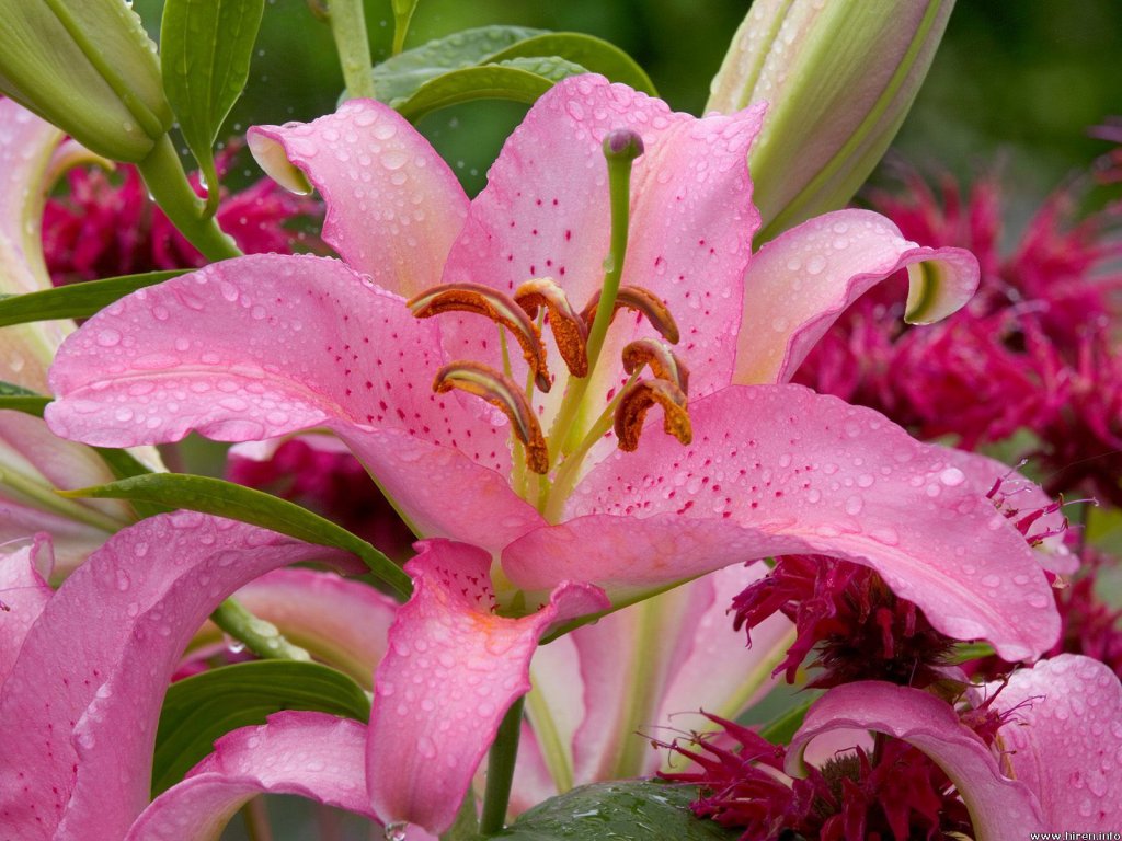 Lily | Beautiful Flowers Wallpapers