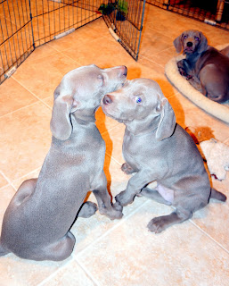 RoseWin Weimaraners: ROSEWIN PUPPY PACK 8 weeks old from CERVELO / LILY ...