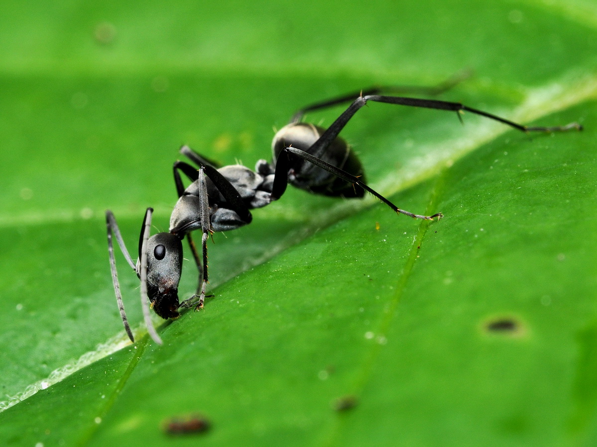 ROBIN WONG : Short Insect Macro Shooting Session