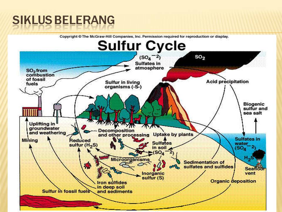 Tony Bani: SIKLUS BIOGEOKIMIA