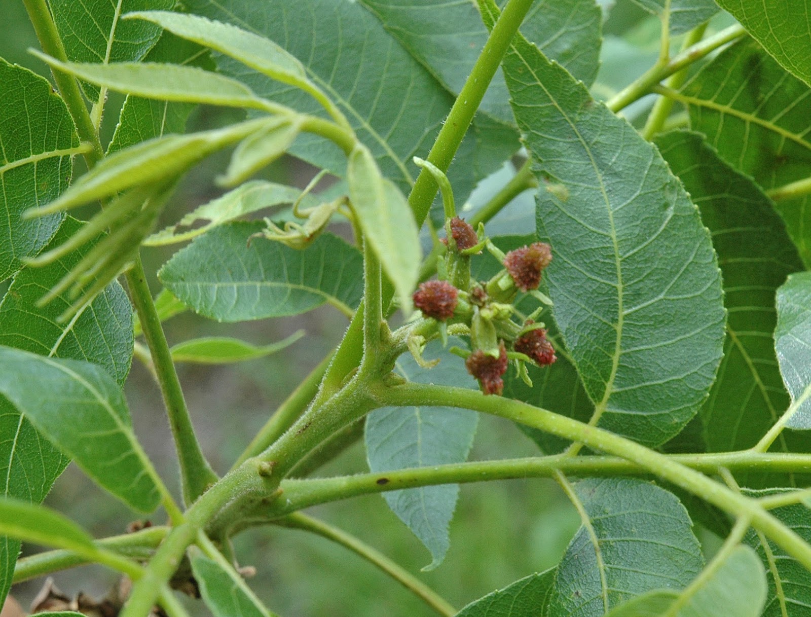 Northern Pecans: May 2017