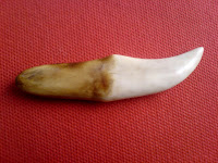 CERITA DARI TANAH BATAK: KHASIAT TARING DAN KUKU HARIMAU