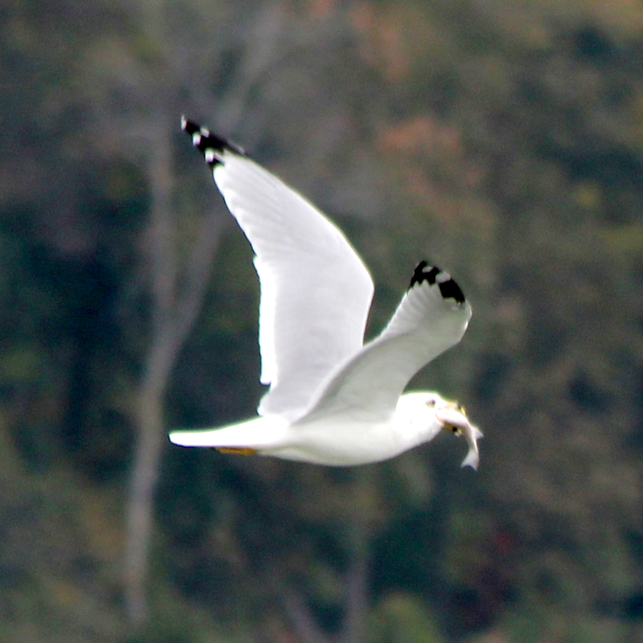 JBigg: Life in Kentucky: The Ring-billed Gull Migration on Kentucky Lake