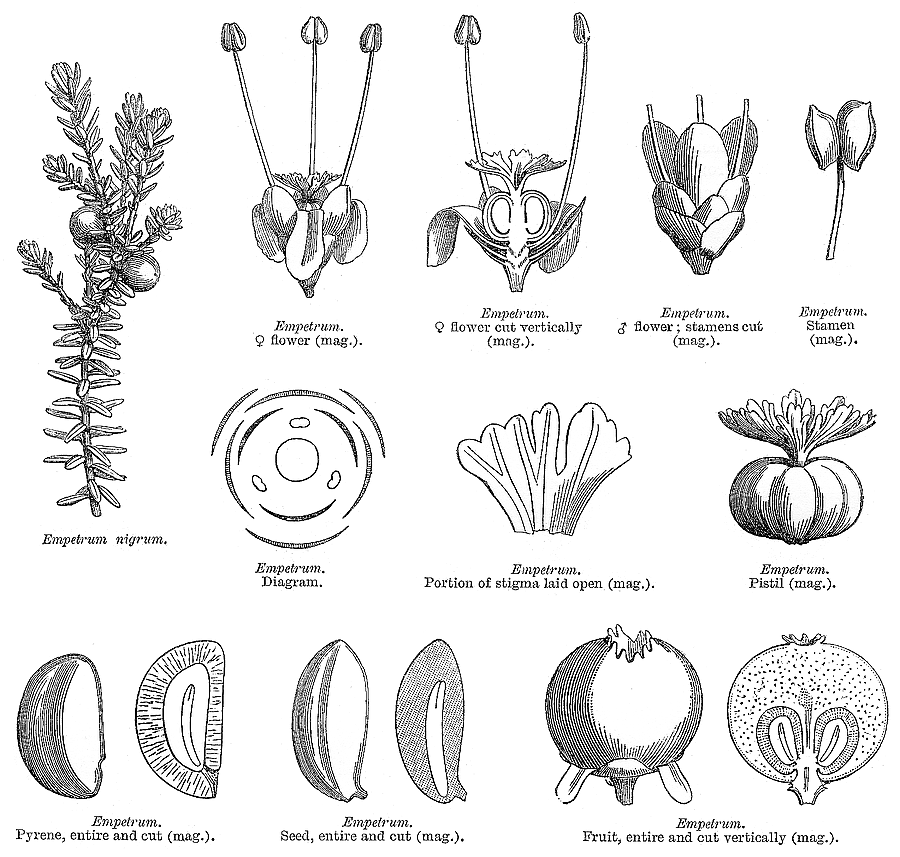PLANT FAMILIES OF PUERTO RICO AND FLORIDA PAPO VIVES: EMpetraceae ...