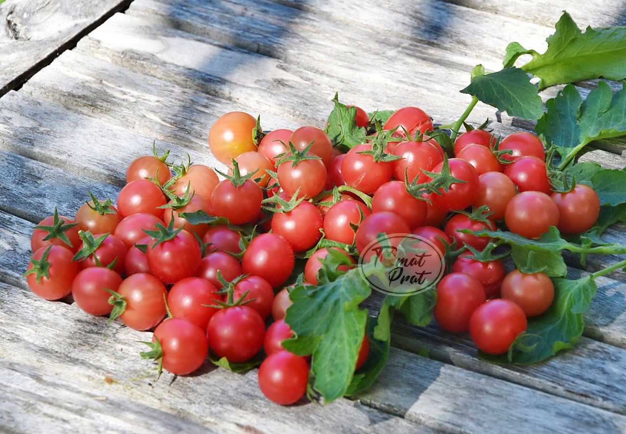 Helenes Tomater: Rose Quartz Multiflora