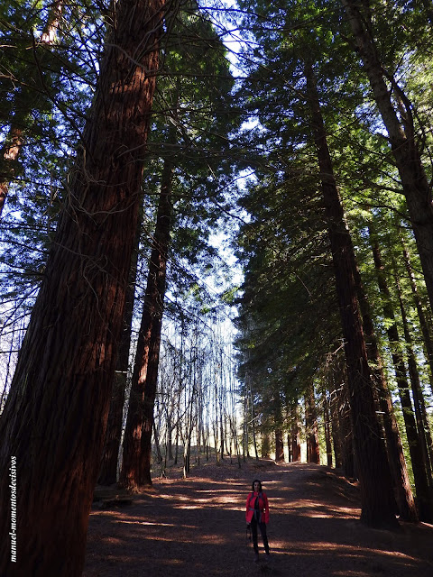 MOMENTOS DECISIVOS: BOSQUE DE SECUOYAS, CABEZÓN DE LA SAL, CANTABRIA.