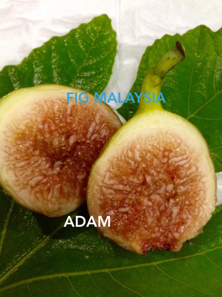 Adam Fig - Var Tin