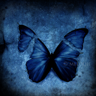 ♥•.•´¨`'°ºoO ♥ Mariposa ♥ Ooº°'´¨`•.•♥: O~°'¨¤¦¤¨'°~O** ( Mariposa de ...
