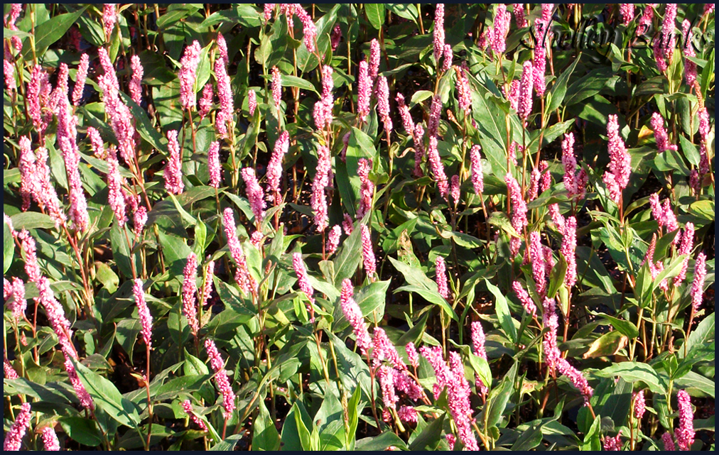 Prairie Wildflowers: Water Smartweed: A Sea of Pink