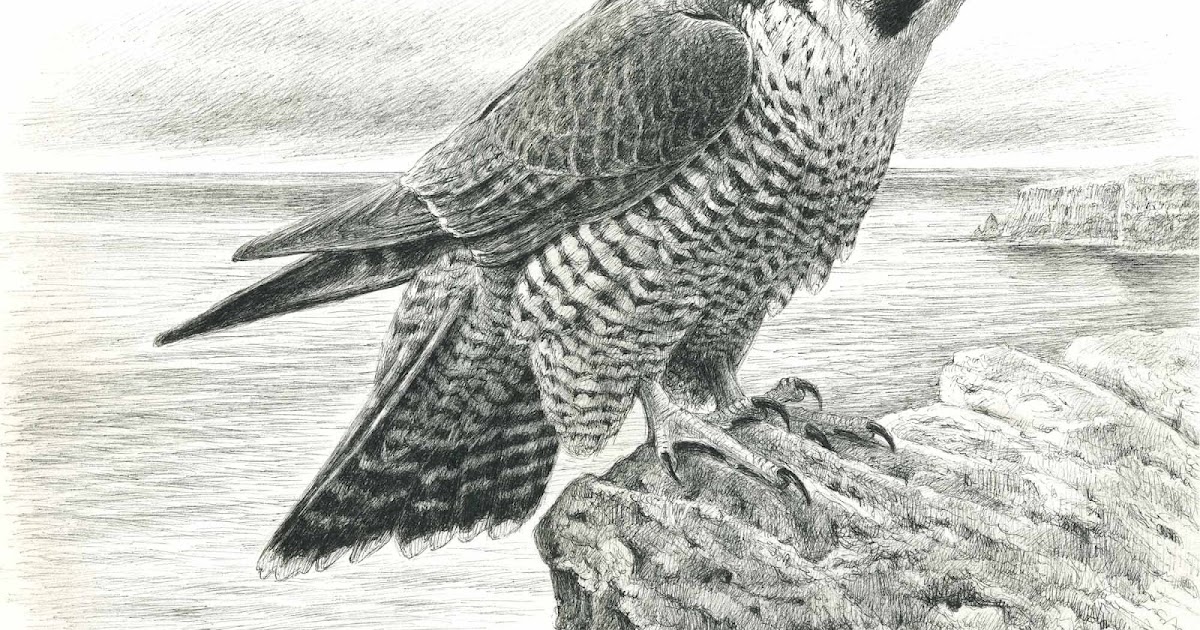 Peregrine falcon drawing