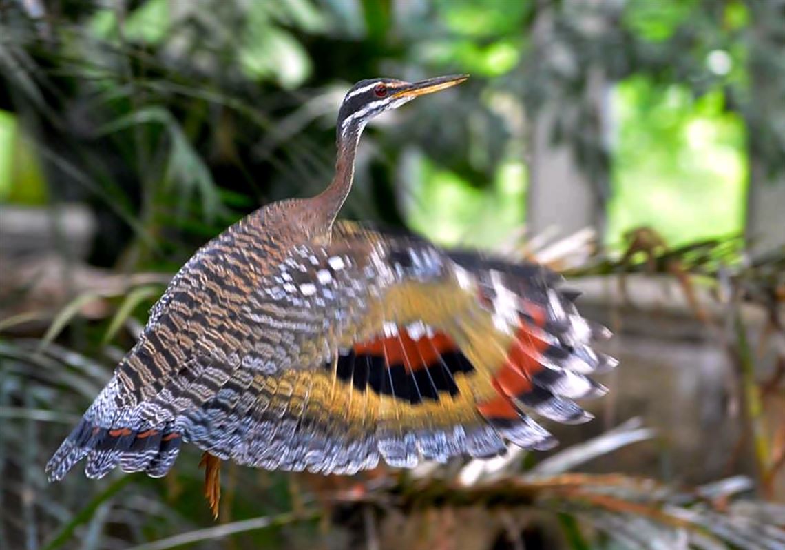 SUNBITTERN BIRD photos - wallpapers (ανανεωμένο) | the fun bank