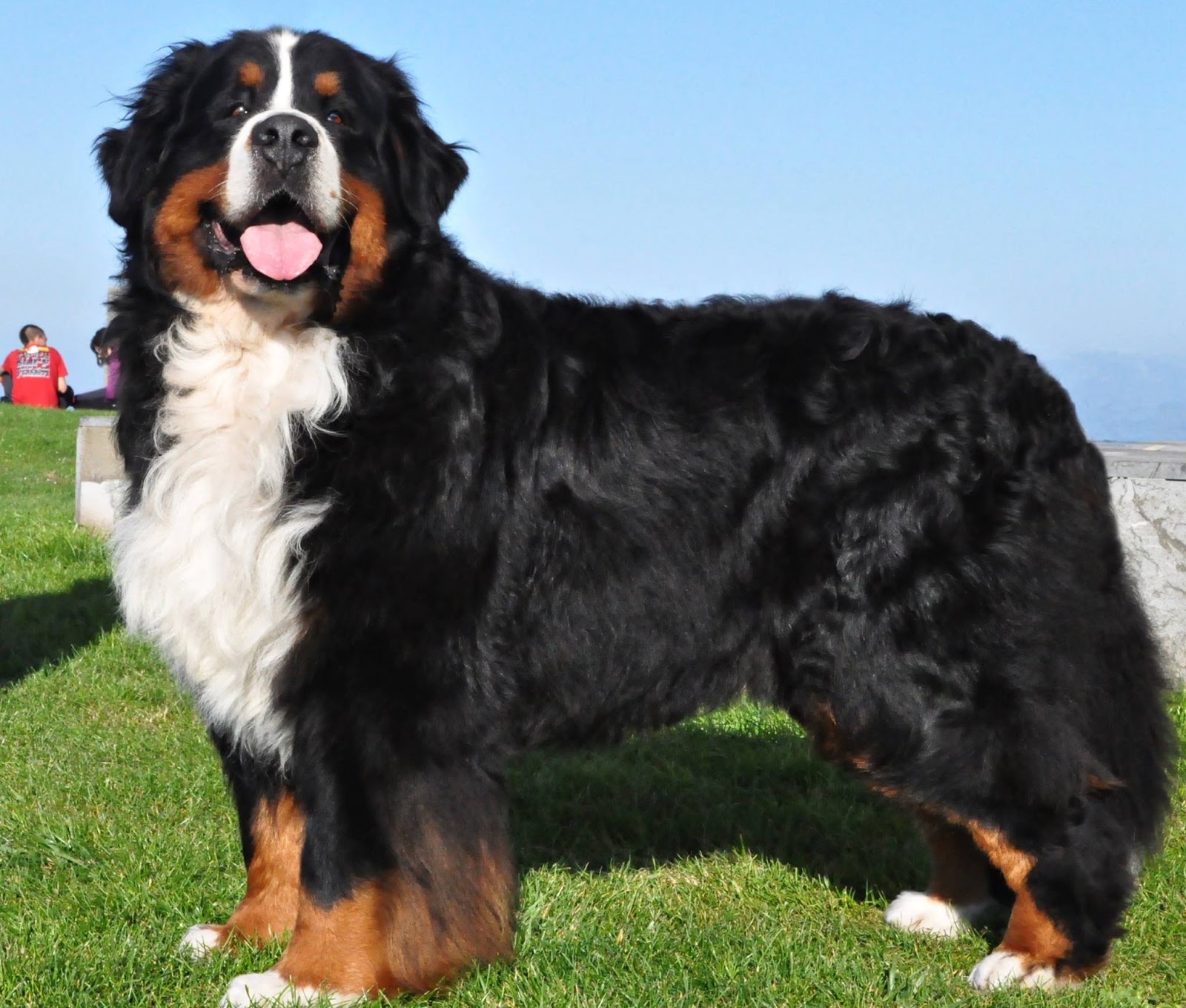 Boyeros de Berna : Feliz Cumpleaños McCain