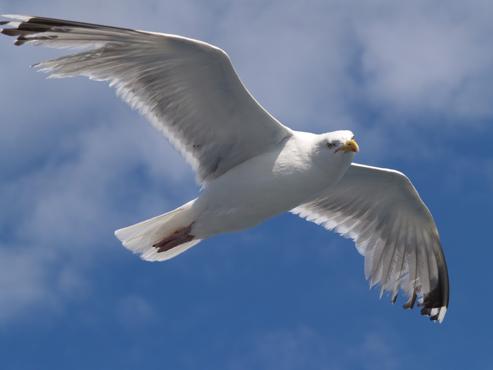 ΠΕΡΙΟΔΙΚΟ ΖΩΗ & ΤΕΧΝΗ: ΠΟΙΗΣΗ - ΑΣΗΜΙΝΑ ΛΕΟΝΤΗ, "ΑΠΟΛΟΓΟΥΜΑΙ".
