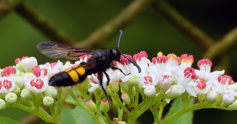 Delu Petru Damsa - Images: Romanian insects - Scolia hirta