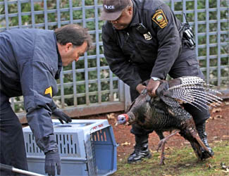 Four legged friends (and enemies): FAIL: Officers so rough with turkey ...