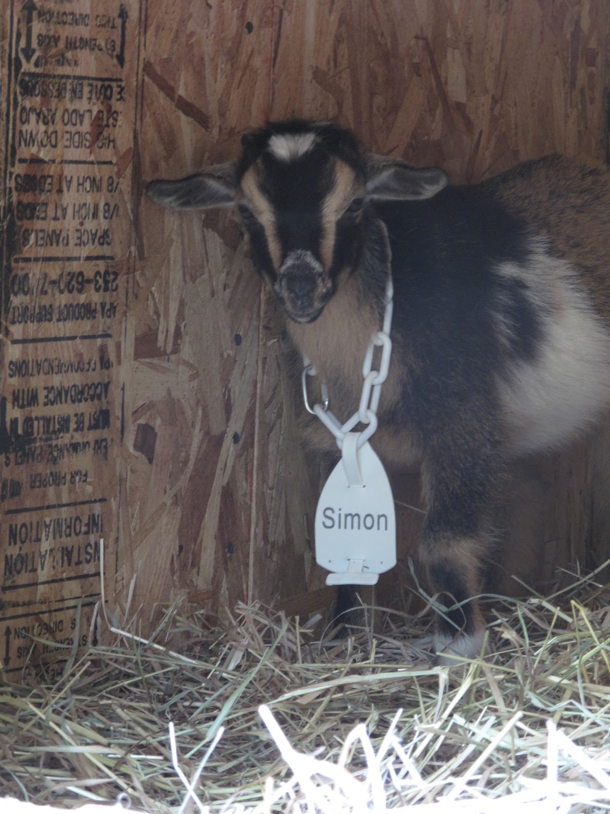 Wings of Dawn Farm: Name Tags for the Goats