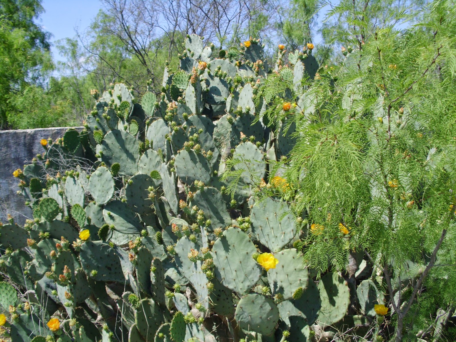 Terlingua Dreams: Cactus and more Mesquite trees...:-(