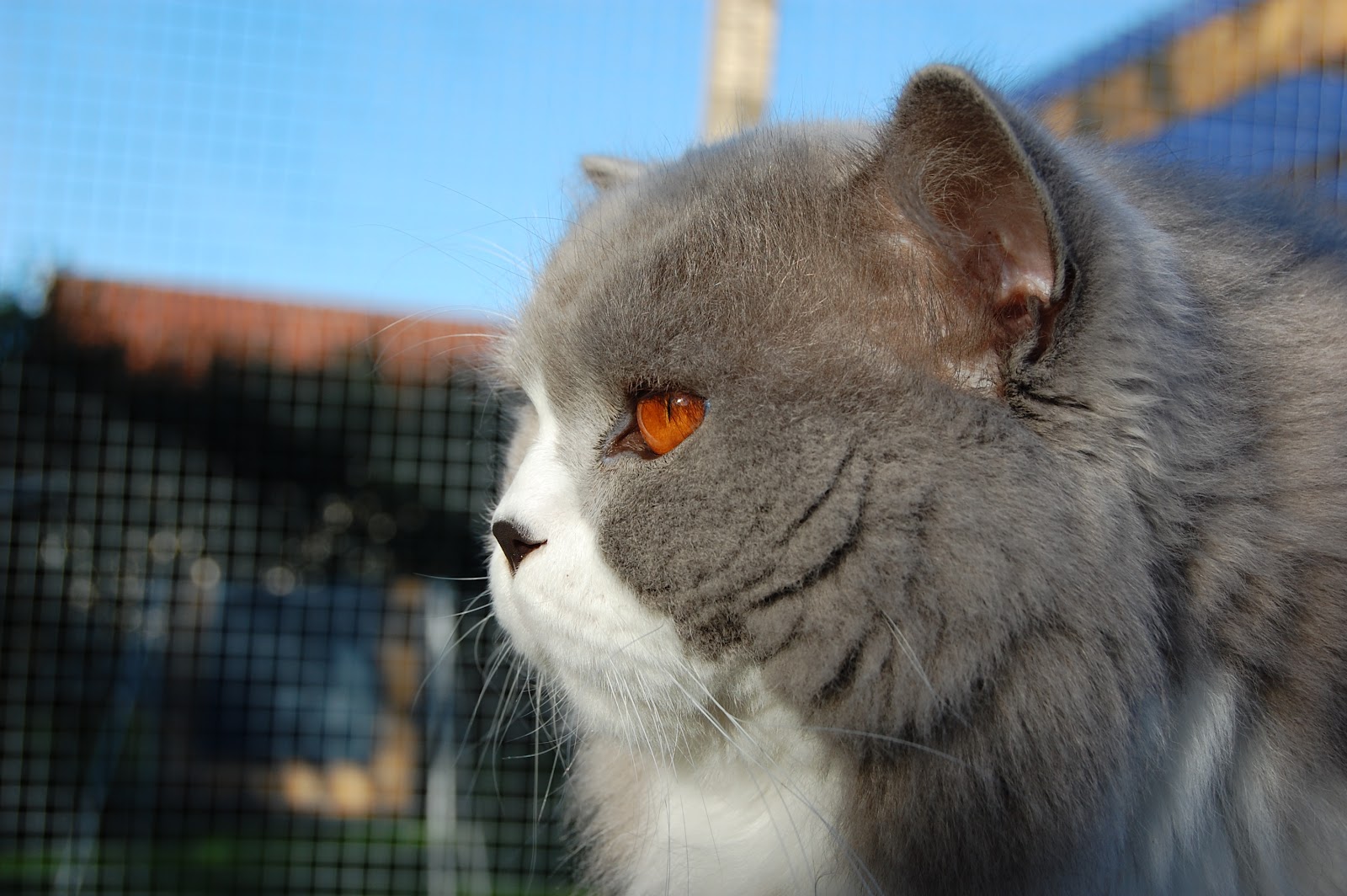 Tawalli's: Brittiskt långhår