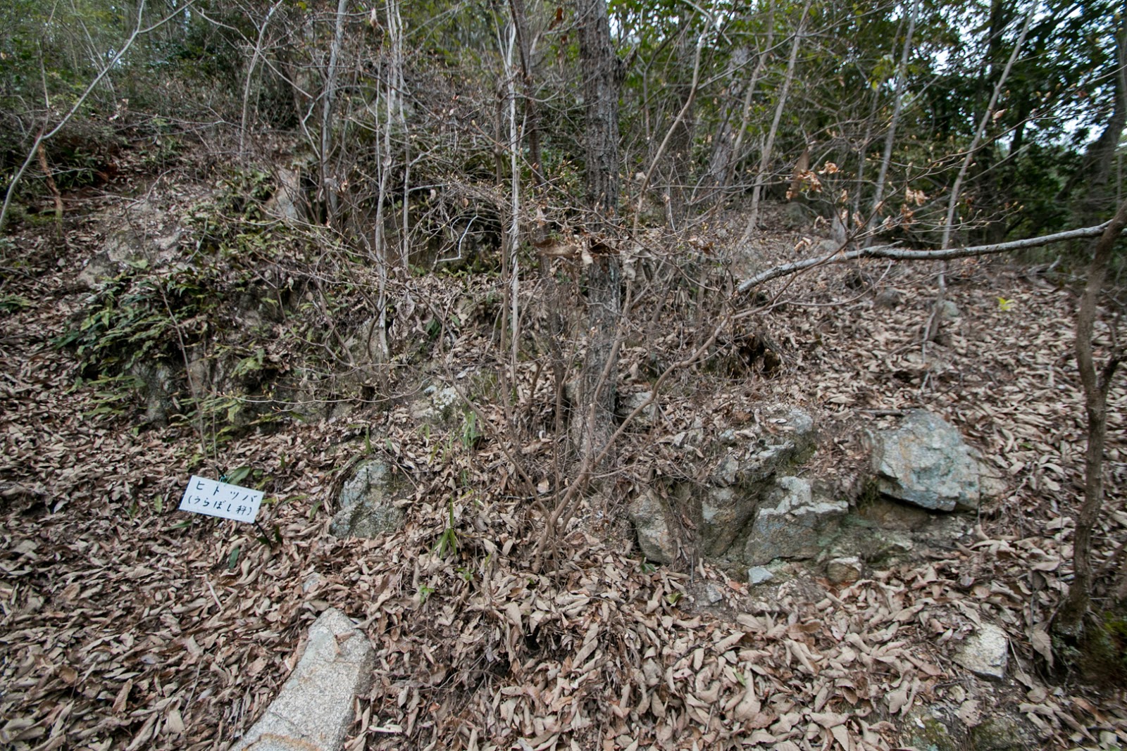 Niitakayama Castle -Intellectual pillar of Mouri clan (2)- | Japan ...