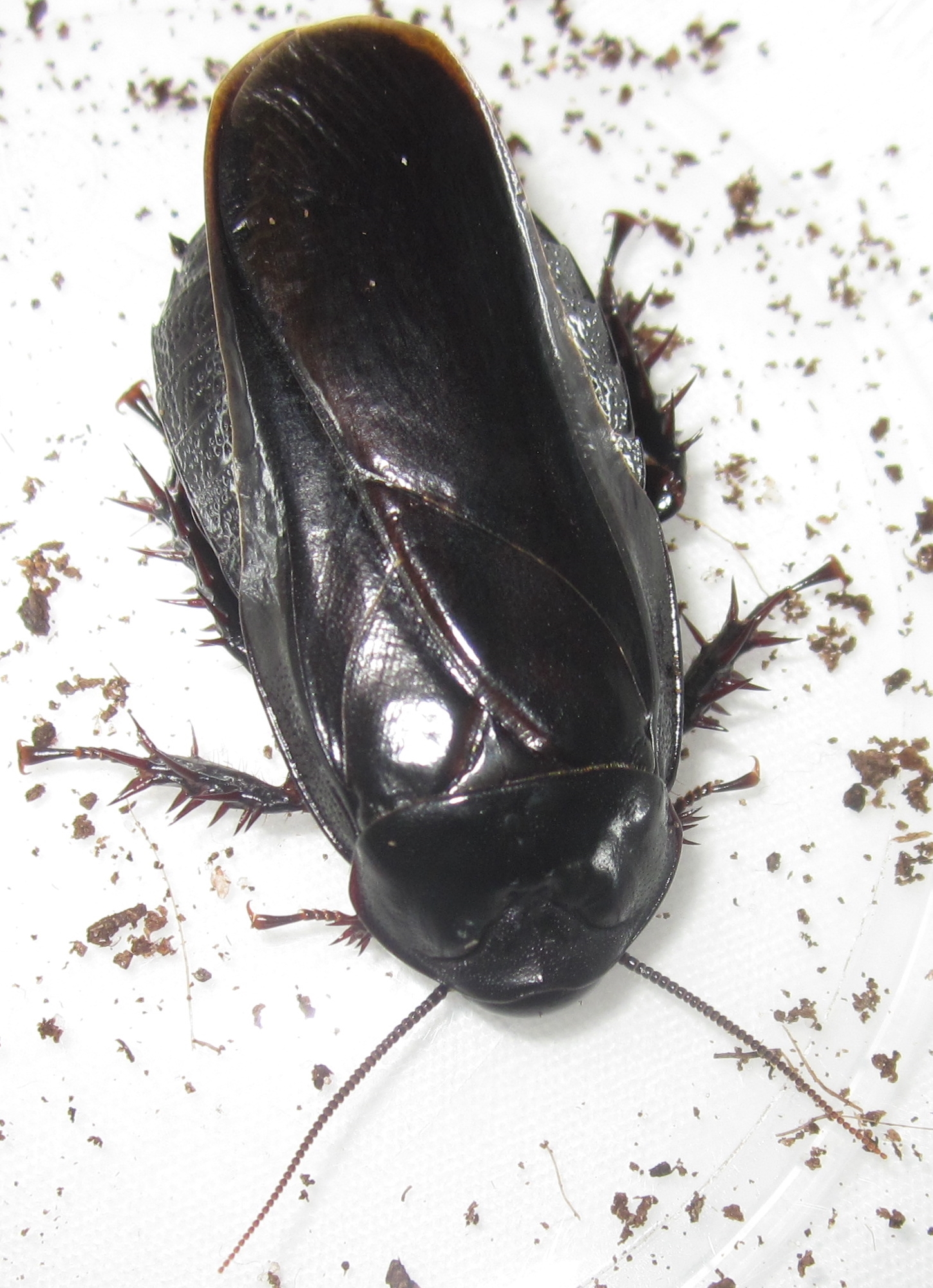 Invertebrate Dude: Female Roach Maturations!